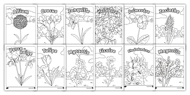 Les fleurs du printemps - coloriages (Teacher-Made) - Twinkl