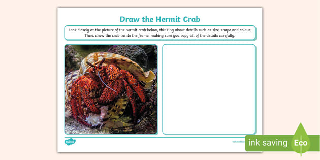 Draw the Hermit Crab Art Activity (Teacher-Made) - Twinkl