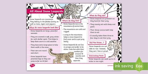 KS1 Snow Leopard Fact File - Animals (teacher made) - Twinkl