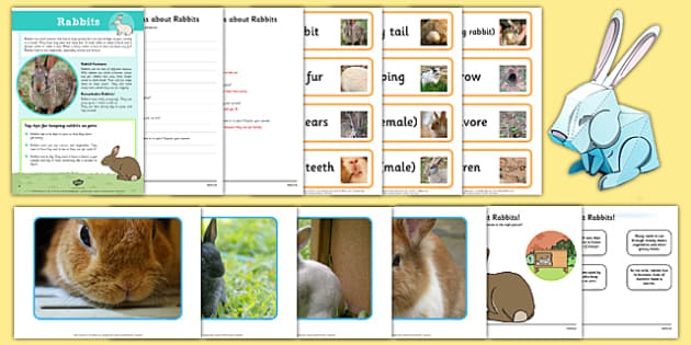 Rabbit Resource Pack (teacher made)