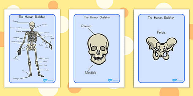 Human Skeleton Display Posters Scientific Names Twinkl