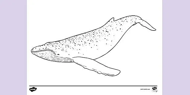 Beluga Whale Coloring Page