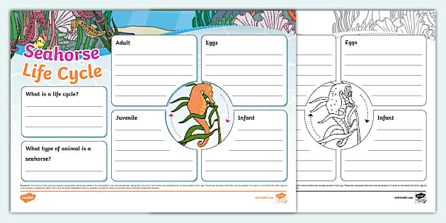 Seahorse Life Cycle Fact File Template (l'enseignant a fait)