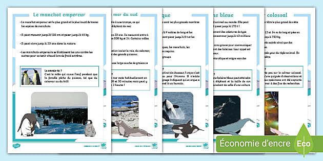 Fiches d'informations : Les animaux de l'Antarctique