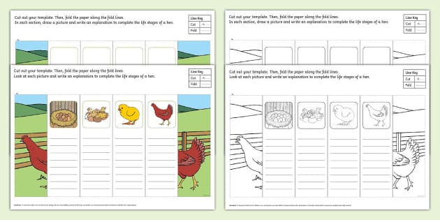Hen Folding Life Stages Template (teacher made) - Twinkl