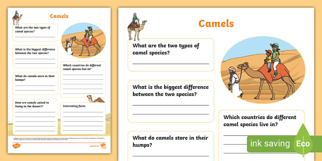 Camel Fact File Template (teacher made) - Twinkl