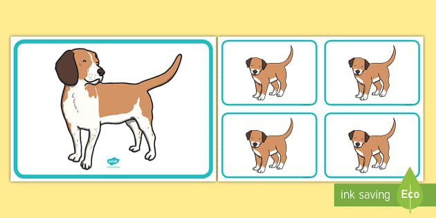 Mummy Dog and Puppies Picture Cards - Twinkl