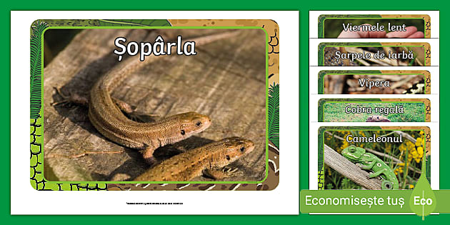 Reptile – Fotografii