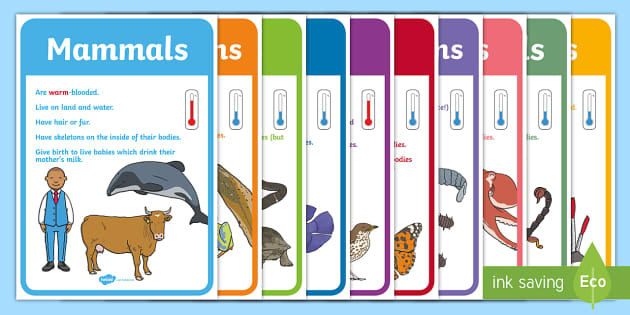 Animal Groups Display Posters - Animal, Display, Display Poster, Poster
