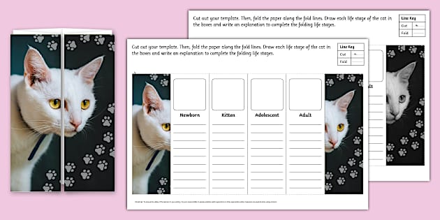 Cat Folding Life Stages Template (teacher made) - Twinkl