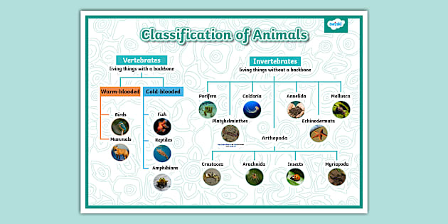 Animal Kingdom Classification Photo Display Poster - Twinkl Animal Kingdom Classification Photo Display Poster - Twinkl