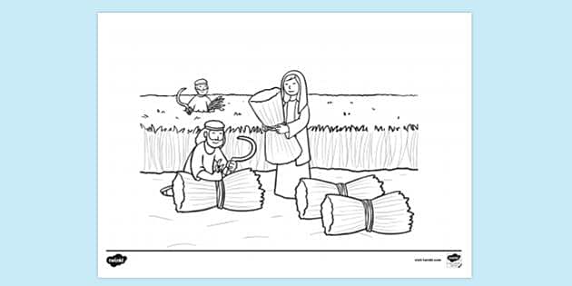 Barley Field Colouring Sheet | Colouring Sheets - Twinkl