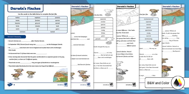 Eighth Grade Darwin's Finches Differentiated Cloze Reading