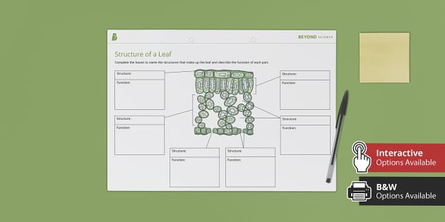 Structure Of A Leaf Worksheet teacher Made Twinkl