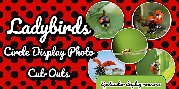 Ladybirds Circle Display Photo Cut-Outs