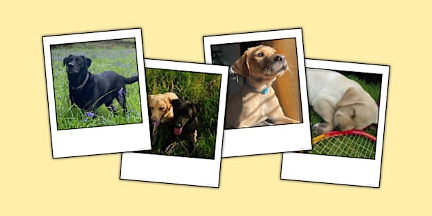 Labrador Instant Style Photo Display Images (teacher made)