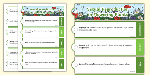 Sexual Reproduction in Flowering Plants Keyword Flip Book