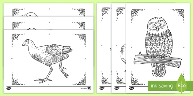 Bird Life Cycle Coloring Pages