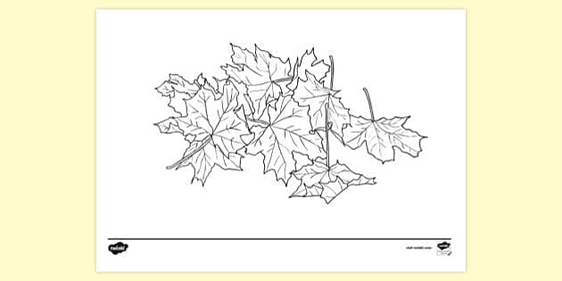 Fall Leaves Colouring Page | Colouring Sheets (teacher made)