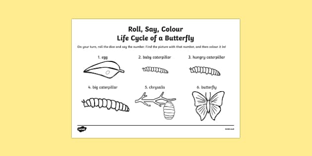 Life Cycle Of A Butterfly Roll Say Colour (Minibeasts)