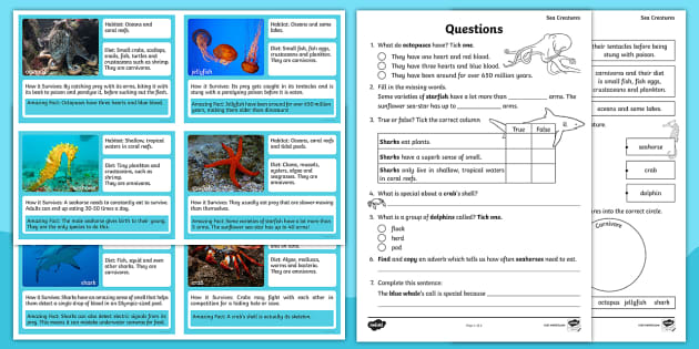 Sea Animals Activity Pack | Resources (teacher made)