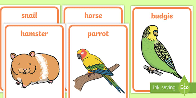 Pets Display Posters