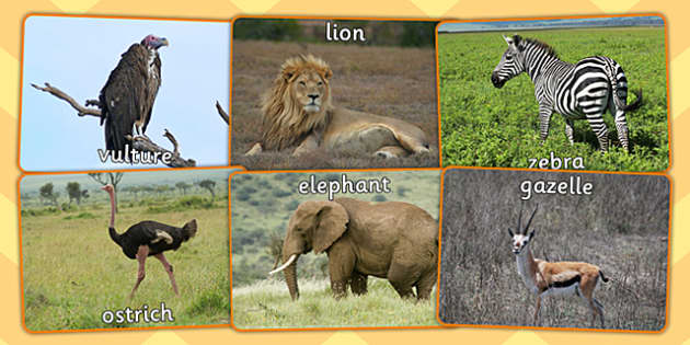African Animals Display Photos (teacher made)