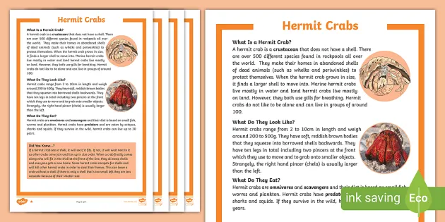 LKS2 Hermit Crab Differentiated Reading Comprehension Activity