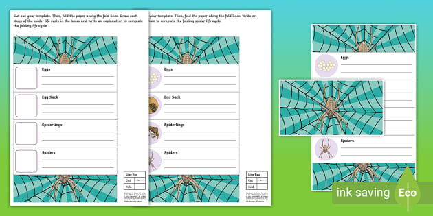 Spider Folding Life Cycle Template (teacher made) - Twinkl