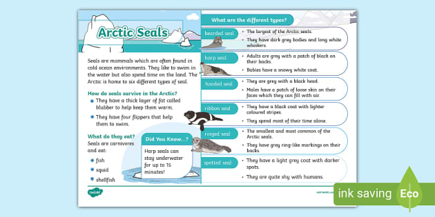 Arctic Seals Fact File - KS1 - Polar Regions - Twinkl
