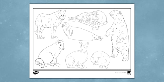 Coloriage : Les animaux de l'Arctique - Twinkl