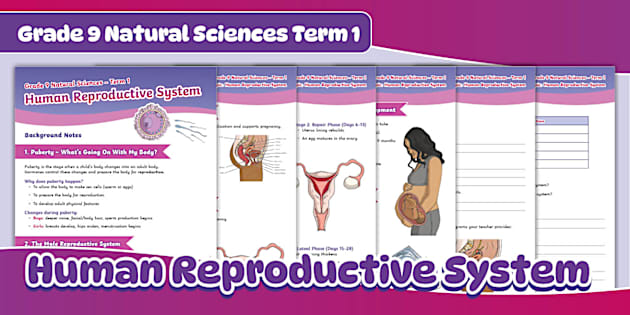 NS Grade 9 Human Reproductive System Activity Sheet