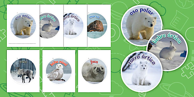 Recortables: Los animales del Ártico (teacher made)