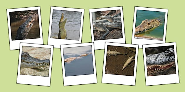 Crocodiles Instant Photo Style Display Images - Twinkl
