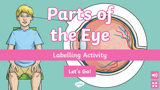 Parts of the Eye Interactive Labelling Activity