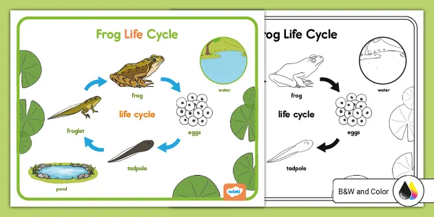 Frog Life Cycle In Spanish