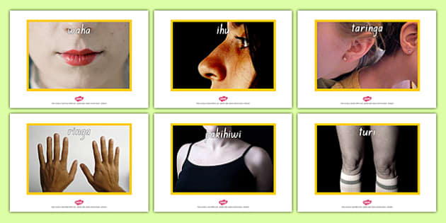 My Body Display Photos Te Reo Māori (teacher made) - Twinkl