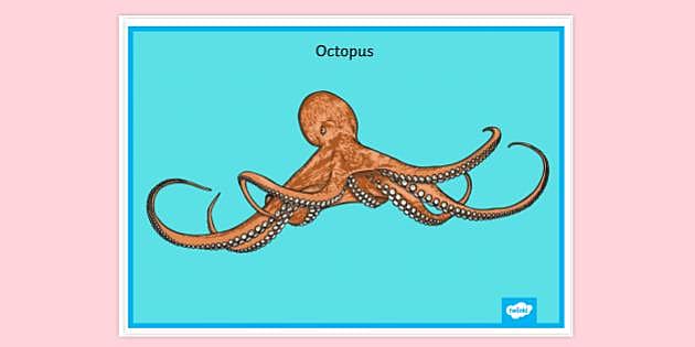 Octopus Poster | KS2 | Primary Resources - Twinkl