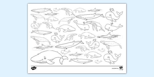 Whale Doodle Colouring Page (teacher made) - Twinkl