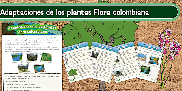 Infografía de las plantas para Niños - Twinkl Colombia