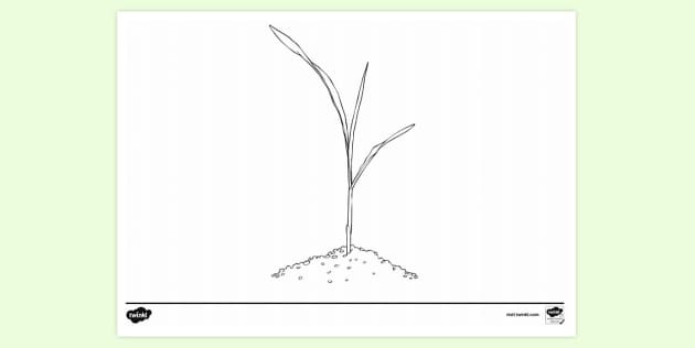 Corn Sprout Colouring Sheet | Colouring Sheets - Twinkl