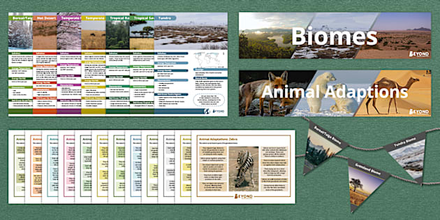 Biomes and Animal Adaptations Display Pack | Beyond - Twinkl