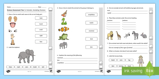 Animals, Including Humans End of Unit Assessment Pack