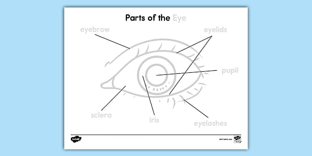 Parts of the Eye Trace and Color Activity - Twinkl