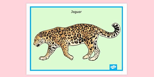 Jaguar Poster | Display Poster | Primary Education Resources