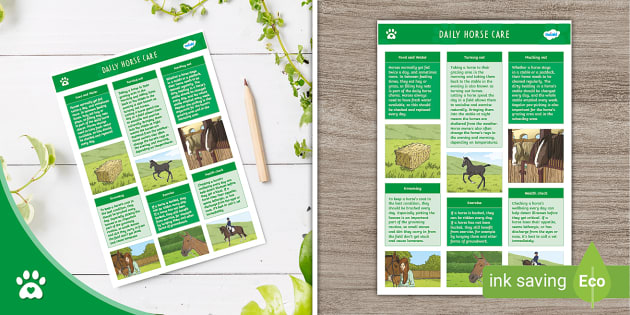 Daily Horse Care - Information Sheet - Horses - Twinkl Pets