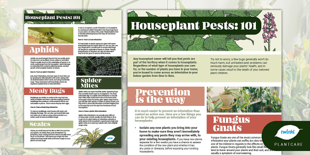 Houseplant Pests: 101, A Beginners guide to Plant Pests