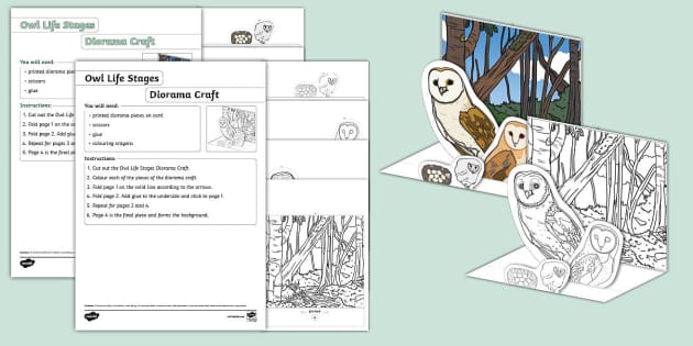 Owl Life Stages Diorama Craft - KS1 - Twinkl