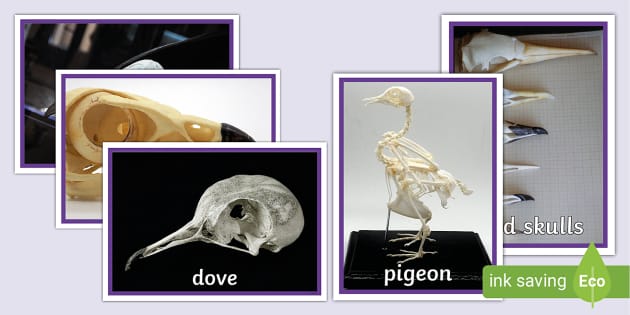 Bird Skeleton and Skulls Photo Pack - Twinkl - KS2 - Science