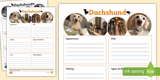 Dachshund Fact File Template (teacher made) - Twinkl